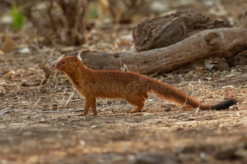 Brown-Tailed Mongoose | FictionRulezForever Wiki | Fandom
