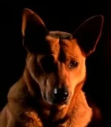Dingo | FictionRulezForever Wiki | Fandom