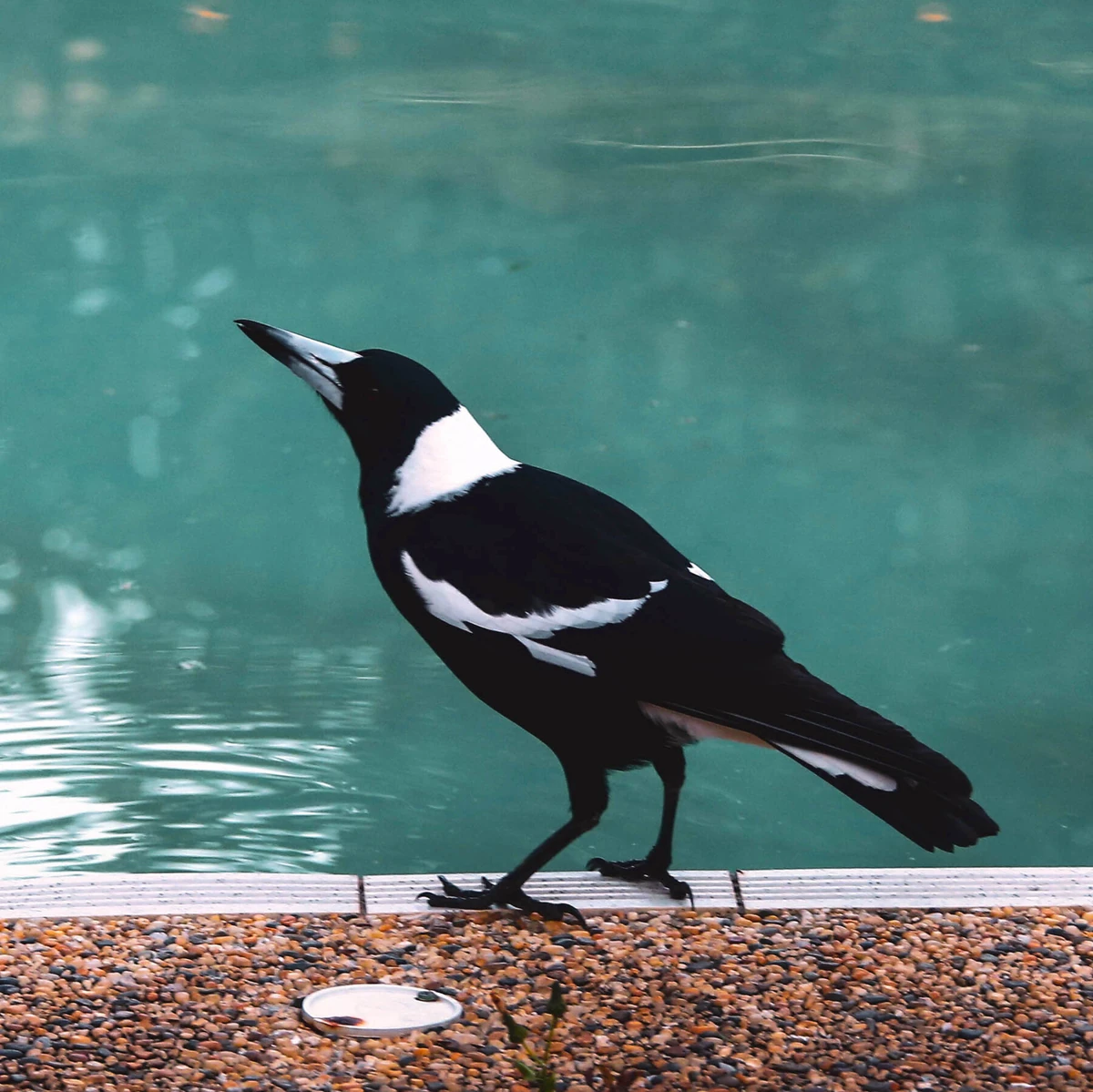 Australian Magpie | FictionRulezForever Wiki | Fandom