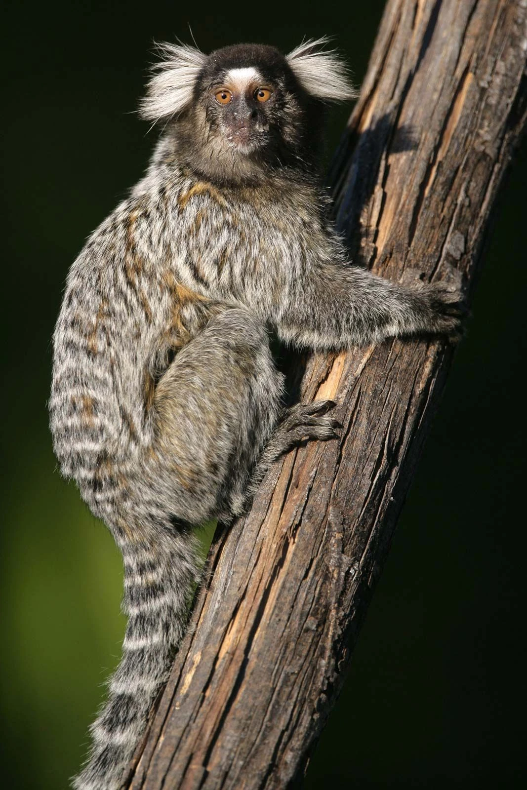 Common Marmoset | FictionRulezForever Wiki | Fandom
