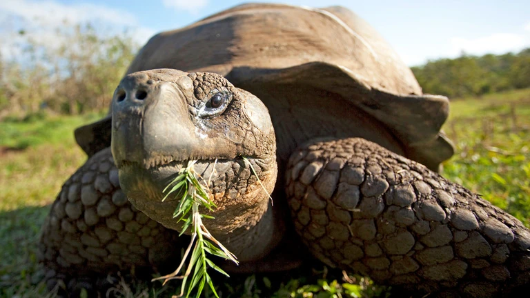 Galápagos Tortoise | FictionRulezForever Wiki | Fandom
