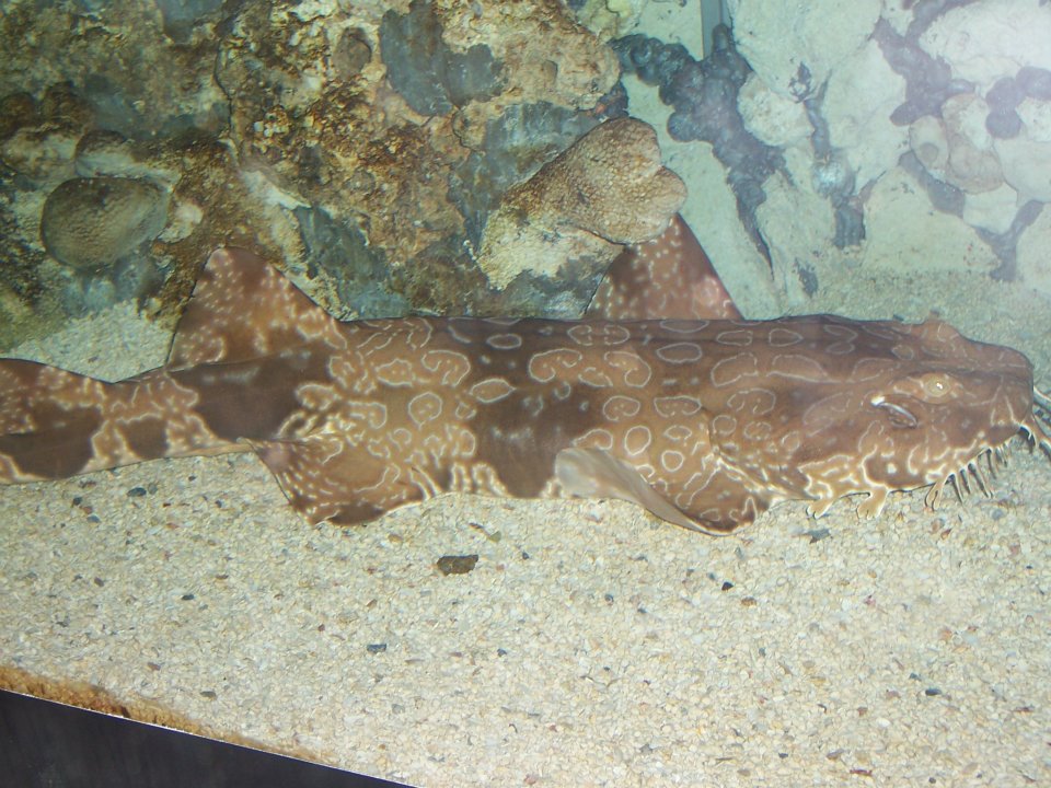 Spotted Wobbegong Fictionrulezforever Wiki Fandom