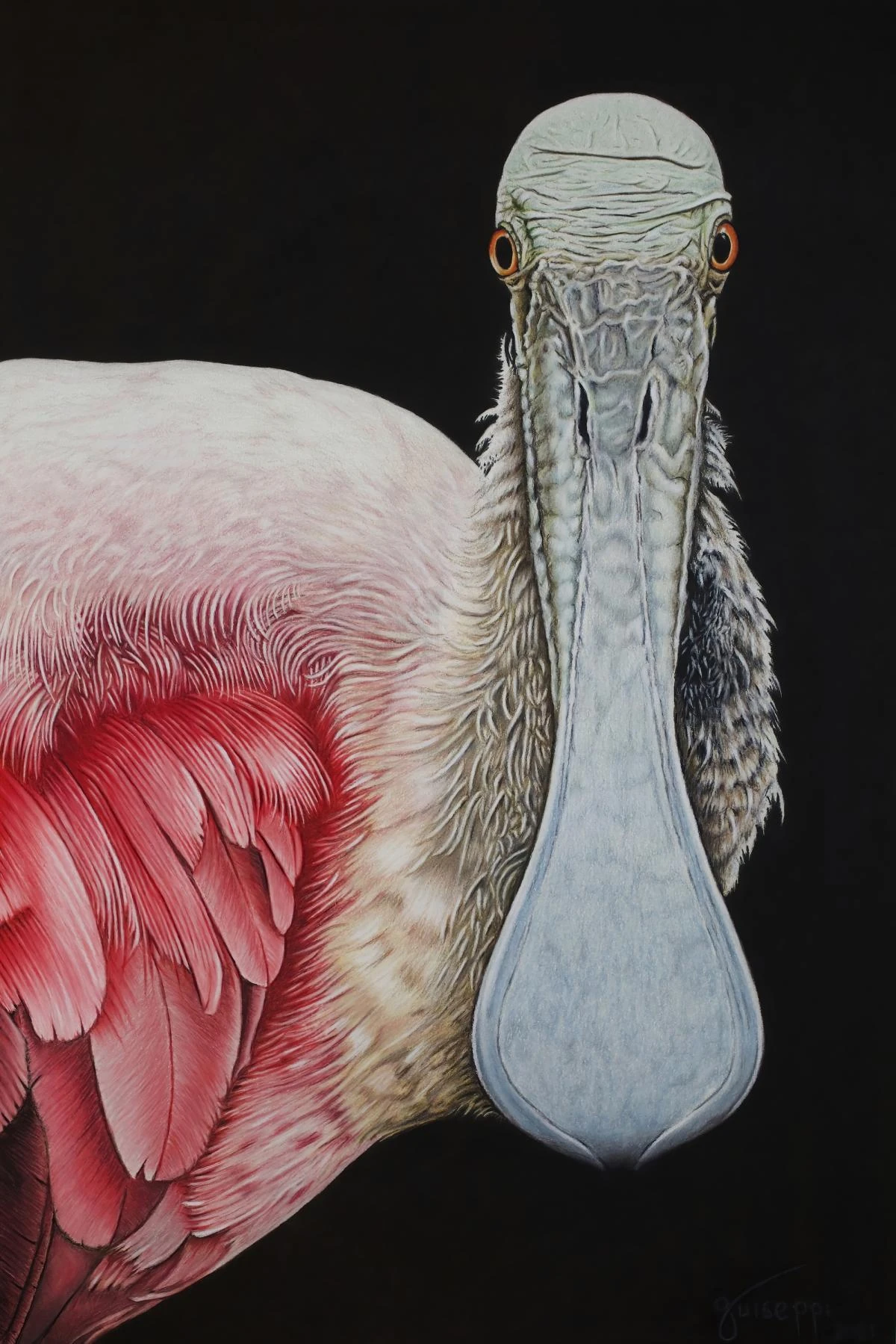 Roseate Spoonbill | FictionRulezForever Wiki | Fandom