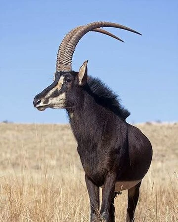 Sable Antelope/Gallery | FictionRulezForever Wiki | Fandom