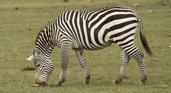 Selous' Zebra | FictionRulezForever Wiki | Fandom