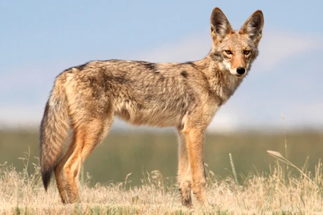 Coyote | FictionRulezForever Wiki | Fandom