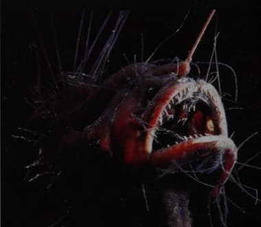 Fanfin Angler | FictionRulezForever Wiki | Fandom