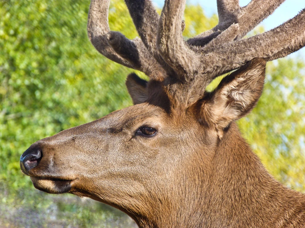 Elk | FictionRulezForever Wiki | Fandom