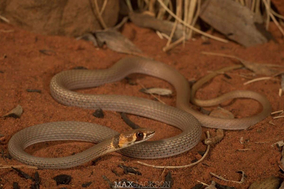 Shine's Whipsnake | FictionRulezForever Wiki | Fandom