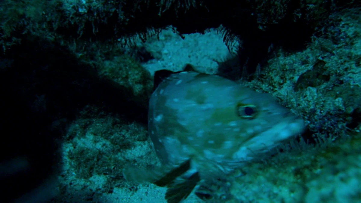 Starry Grouper | FictionRulezForever Wiki | Fandom