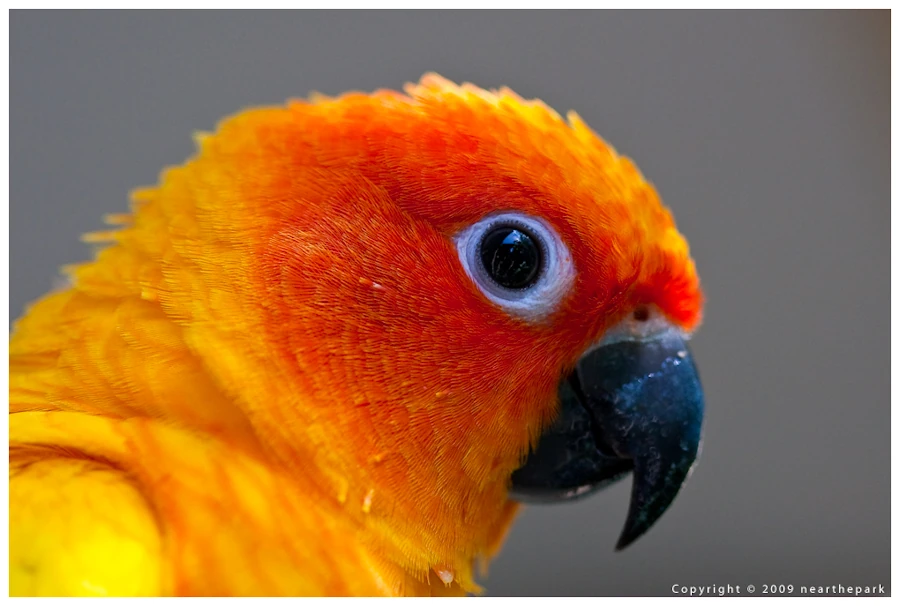 Sun Conure | FictionRulezForever Wiki | Fandom
