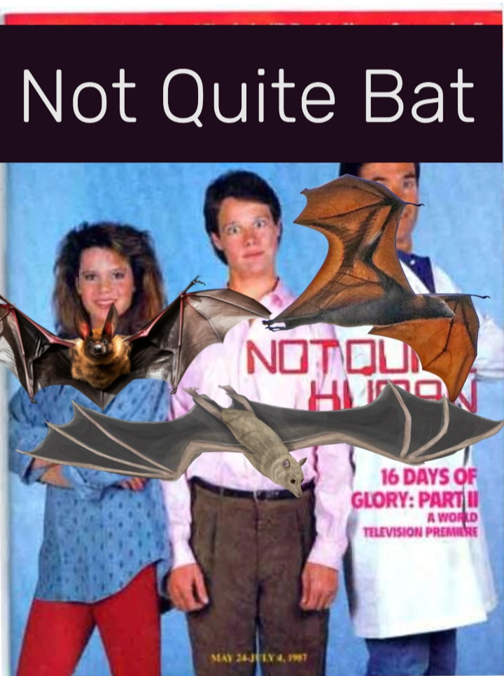 Not Quite Bat | FictionRulezForever Wiki | Fandom