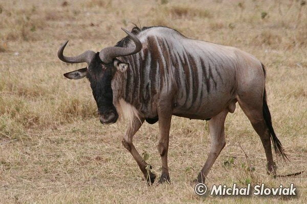Eastern White-Bearded Wildebeest | FictionRulezForever Wiki | Fandom