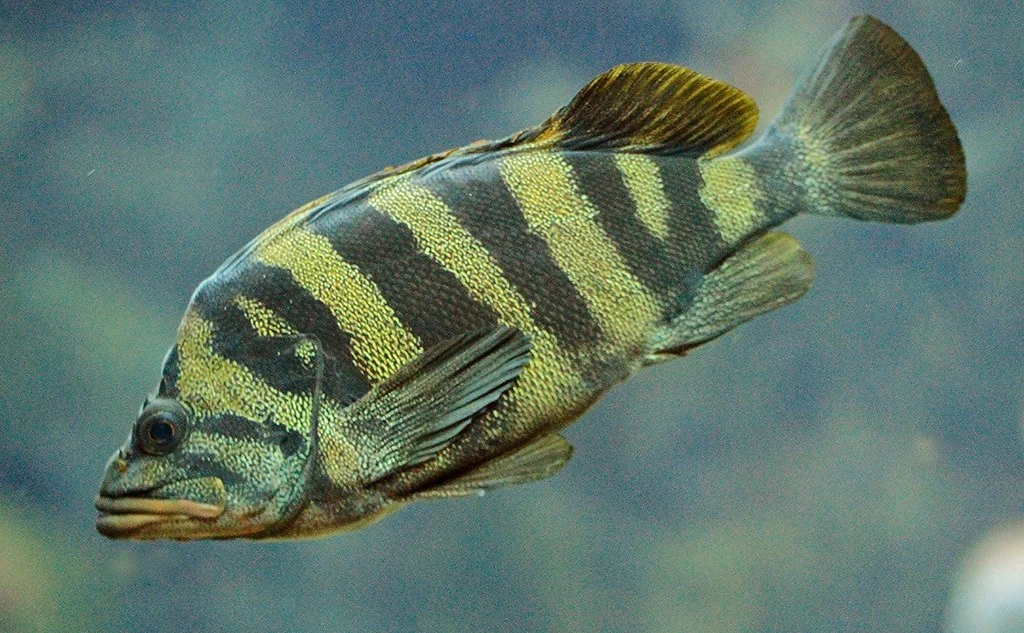 Treefish | FictionRulezForever Wiki | Fandom