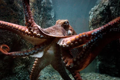 common british octopus