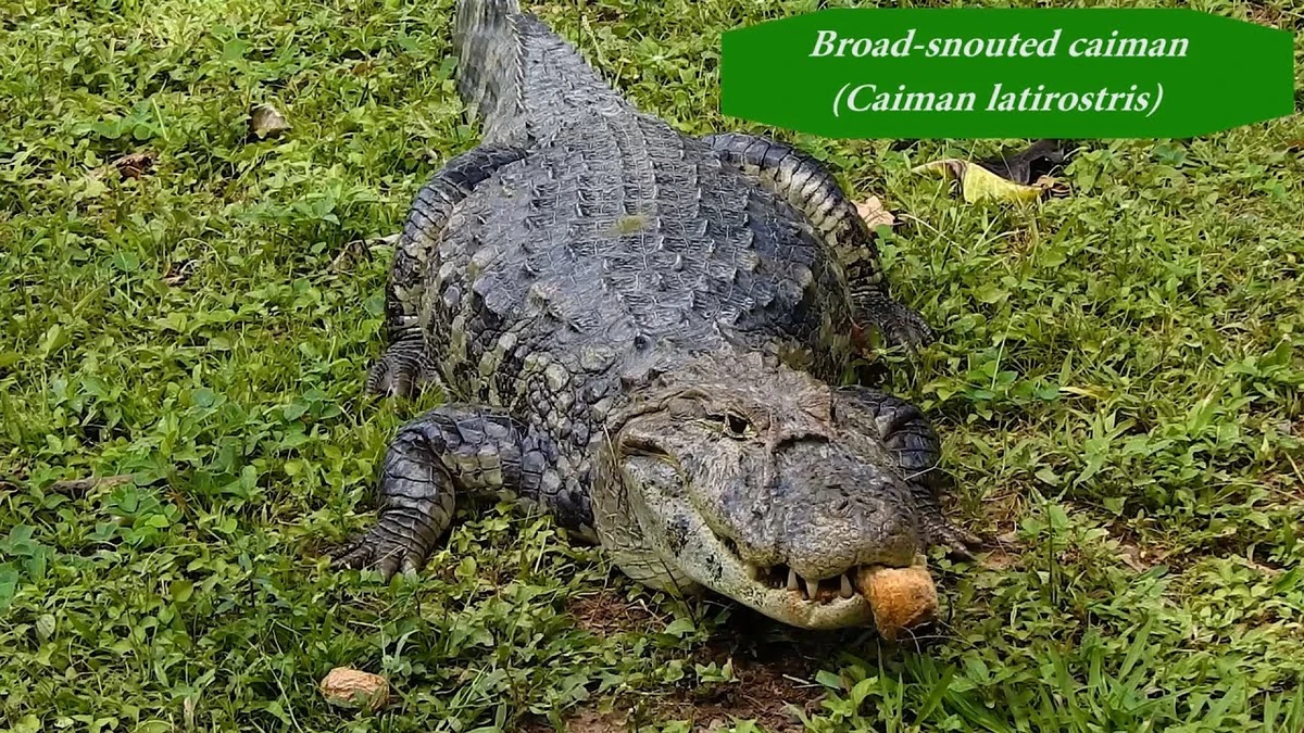Broad-Snouted Caiman | FictionRulezForever Wiki | Fandom