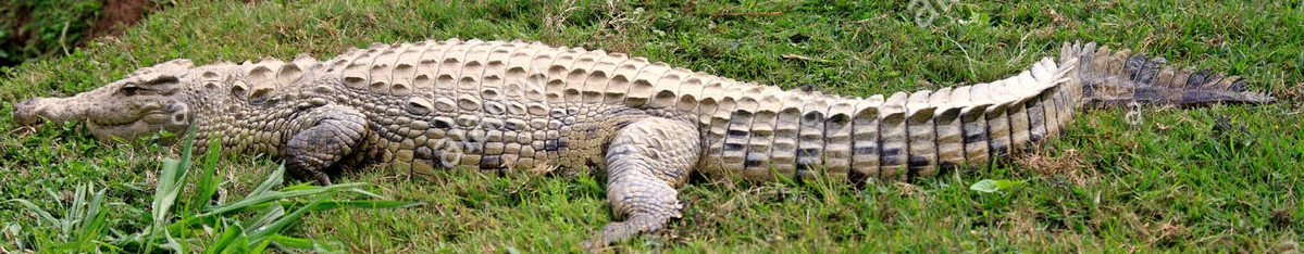 Nile Crocodile | FictionRulezForever Wiki | Fandom