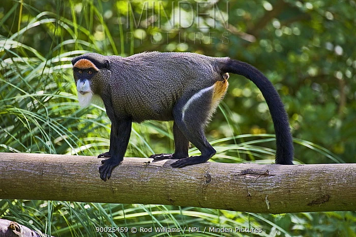 De Brazza's Monkey | FictionRulezForever Wiki | Fandom