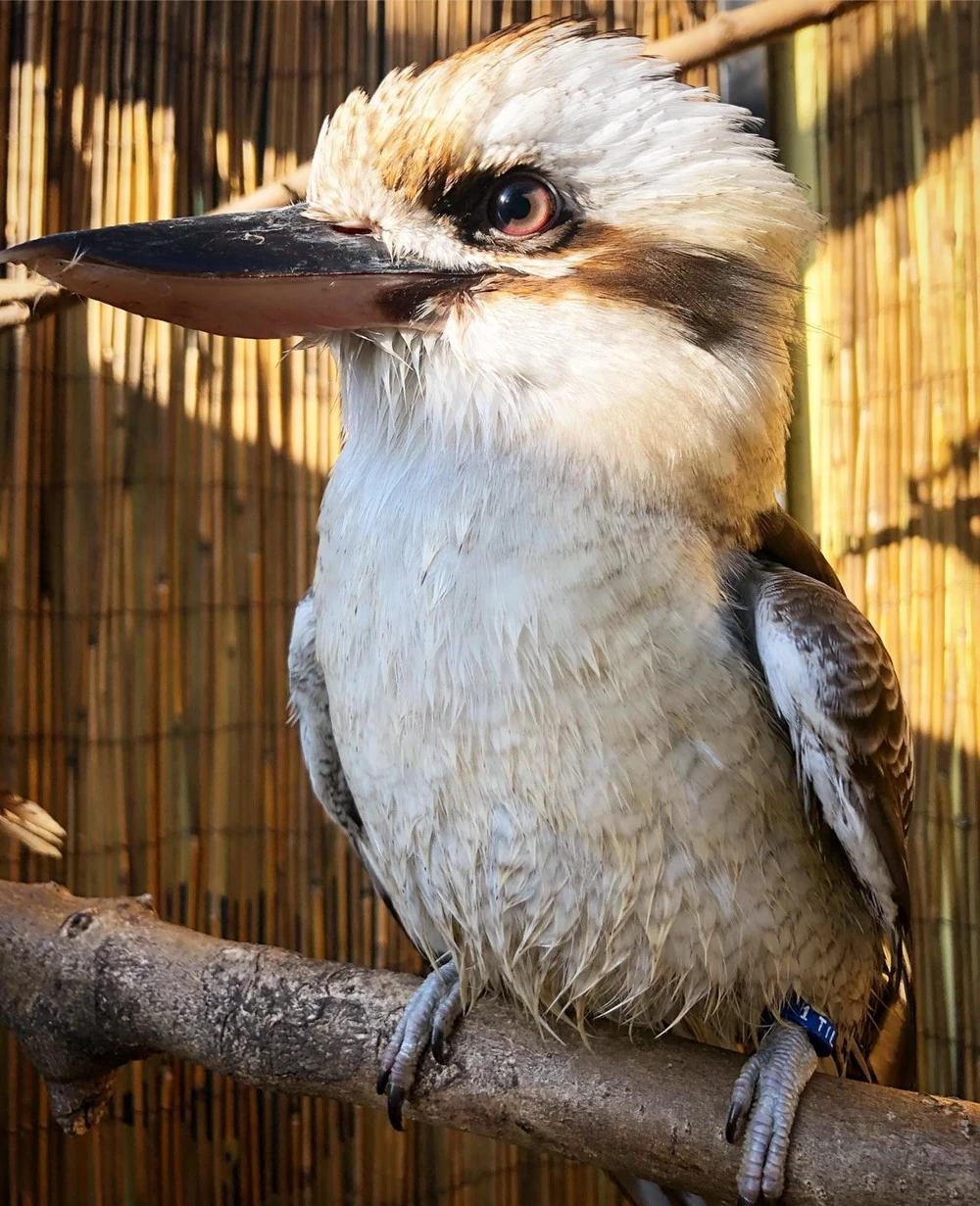 Laughing Kookaburra | FictionRulezForever Wiki | Fandom