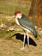 Marabou Stork/Gallery | FictionRulezForever Wiki | Fandom