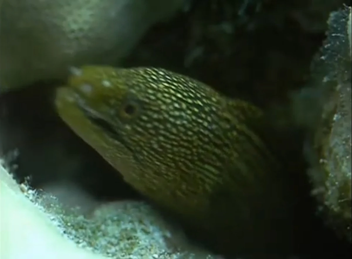Goldentail Moray | FictionRulezForever Wiki | Fandom