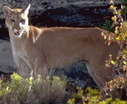 Costa Rican Cougar | FictionRulezForever Wiki | Fandom