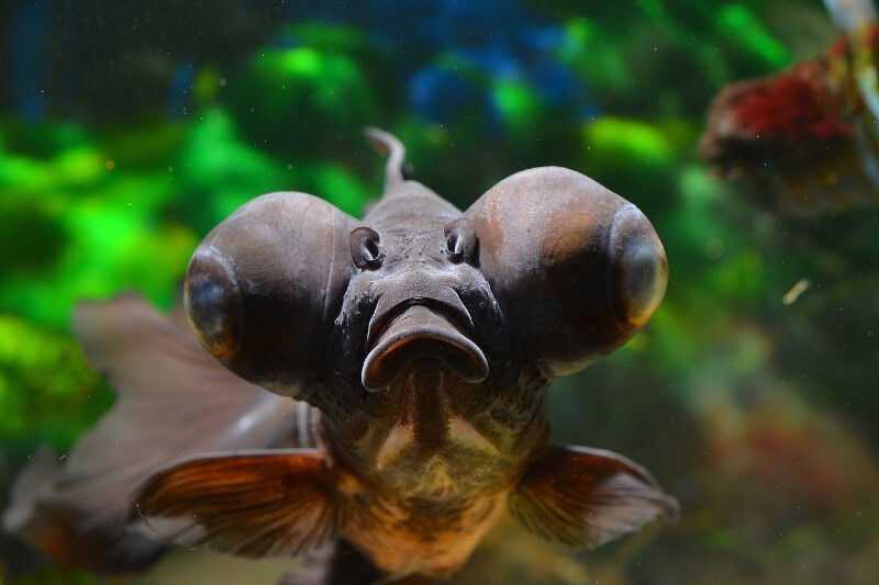 Moor goldfish store