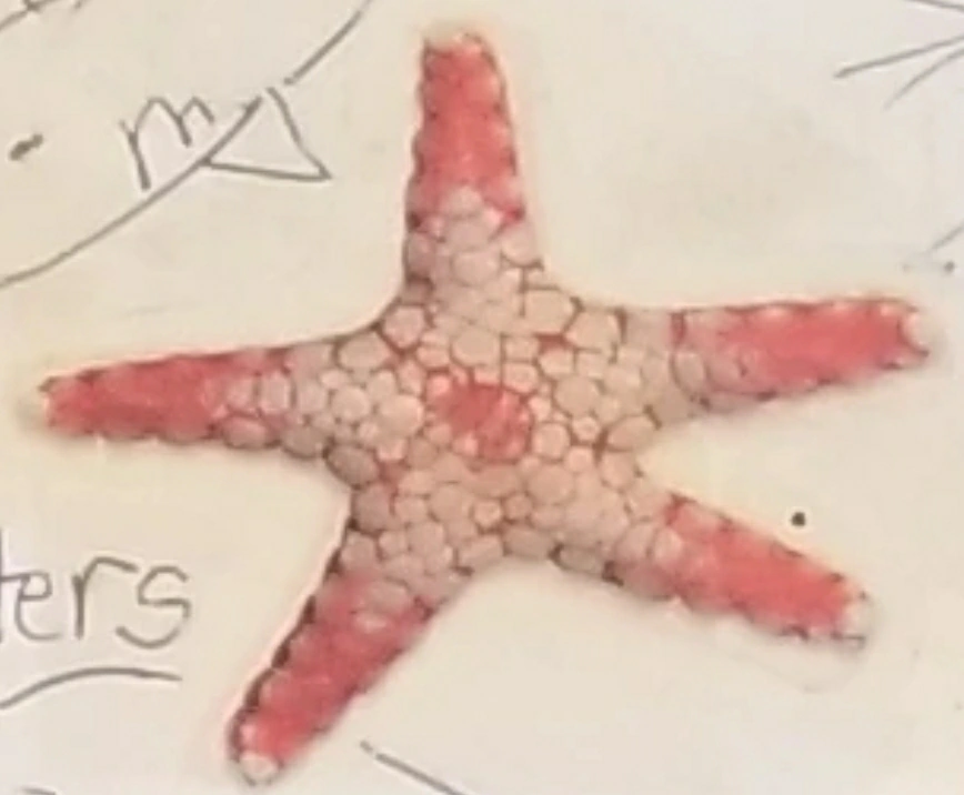 Necklace Starfish | FictionRulezForever Wiki | Fandom