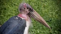 Marabou Stork/Gallery | FictionRulezForever Wiki | Fandom