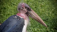Marabou Stork/Gallery | FictionRulezForever Wiki | Fandom