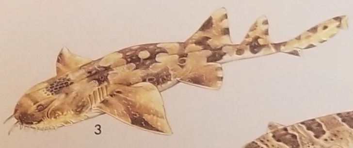 Dwarf Spotted Wobbegong Fictionrulezforever Wiki Fandom