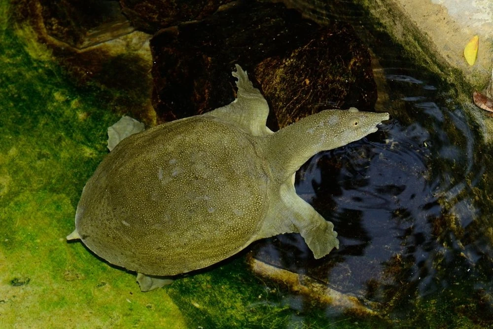Chinese Softshell Turtle | FictionRulezForever Wiki | Fandom