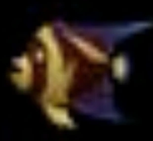 Scribbled Angelfish | FictionRulezForever Wiki | Fandom