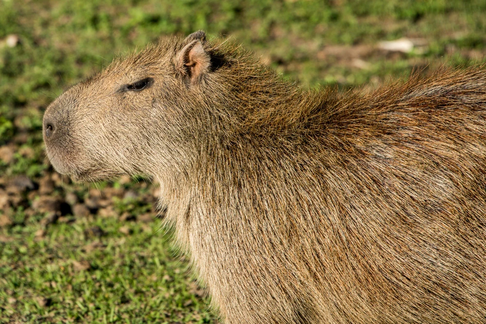 Capybara | FictionRulezForever Wiki | Fandom