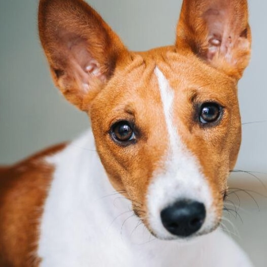 Basenji | FictionRulezForever Wiki | Fandom