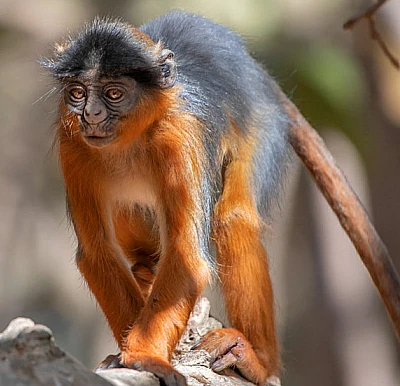 Western Red Colobus | FictionRulezForever Wiki | Fandom