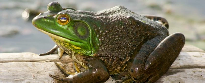 Teenage Mutant Ninja Amphibians | FictionRulezForever Wiki | Fandom