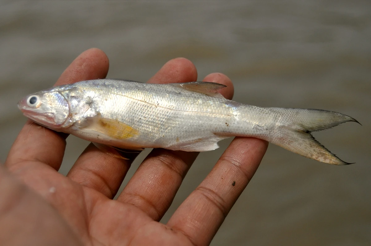 Fourfinger Threadfin | FictionRulezForever Wiki | Fandom