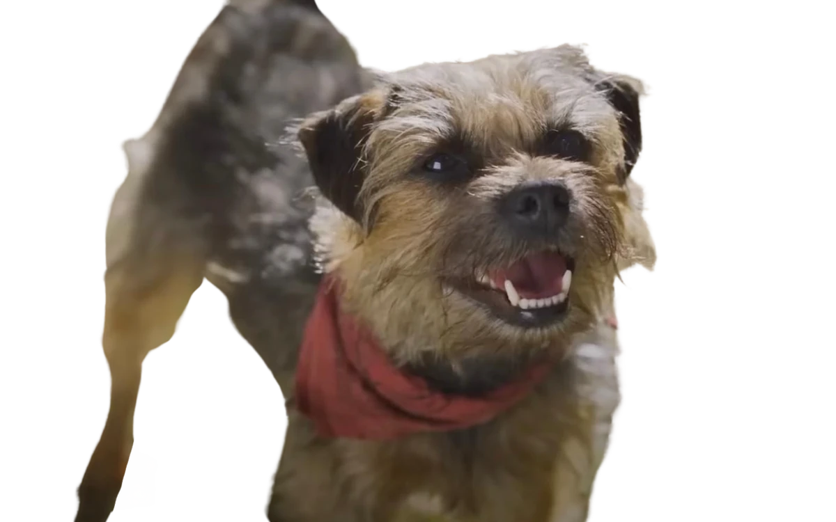 Reggie (Strays) | FictionRulezForever Wiki | Fandom