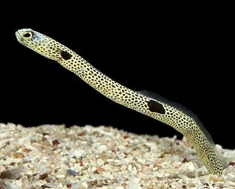 Spotted Garden Eel Taxonomy Kingdom Animalia Phylum