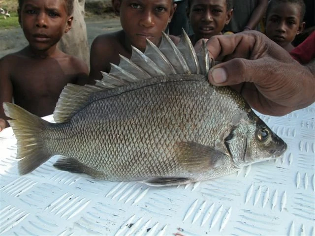 Silver Grunter | FictionRulezForever Wiki | Fandom