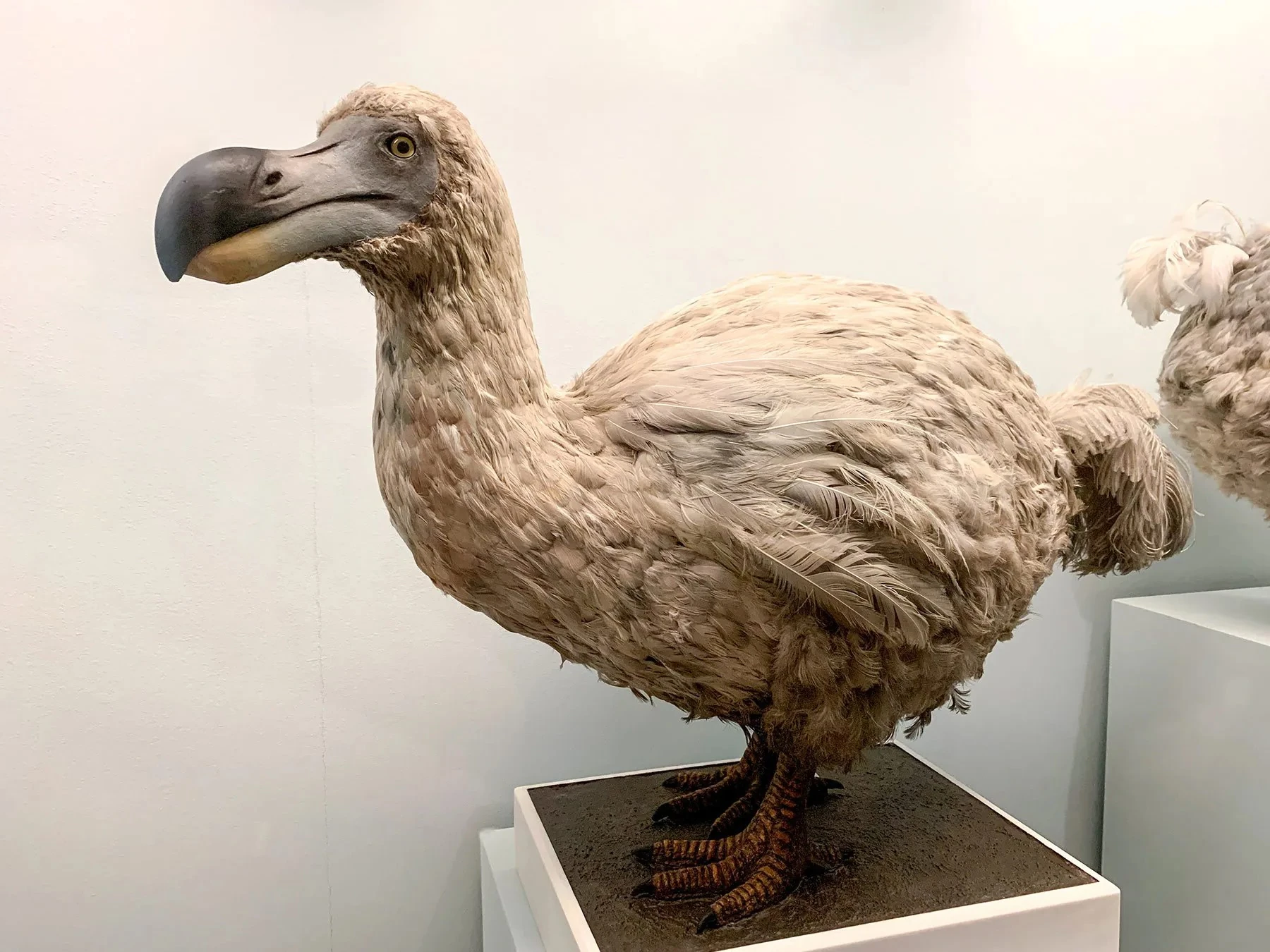 Dodo | FictionRulezForever Wiki | Fandom