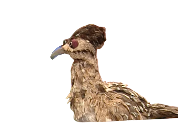 Rudy The Roadrunner Fictionrulezforever Wiki Fandom