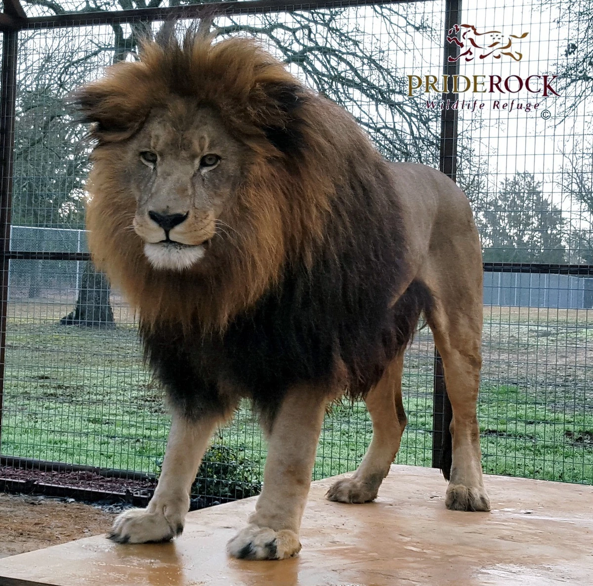 Barbary Lion | FictionRulezForever Wiki | Fandom