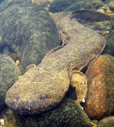 Hellbender | FictionRulezForever Wiki | Fandom