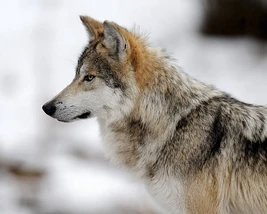 Grey Wolf | FictionRulezForever Wiki | Fandom