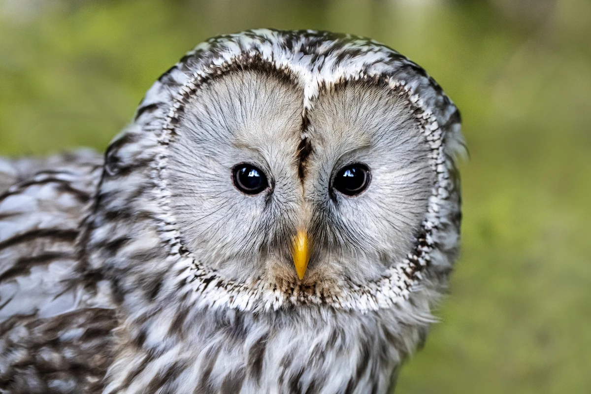 Ural Owl | FictionRulezForever Wiki | Fandom