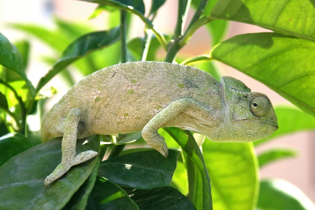 The Chameleon House | FictionRulezForever Wiki | Fandom