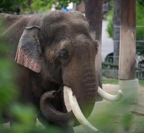 Asian Elephant | FictionRulezForever Wiki | Fandom