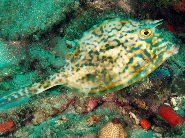Scrawled Cowfish | FictionRulezForever Wiki | Fandom